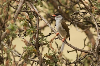 Bush Blackcap - Sylvia nigricapillus - Birds of the World