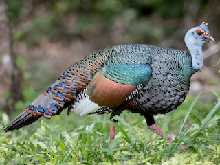Ocellated Turkey - eBird