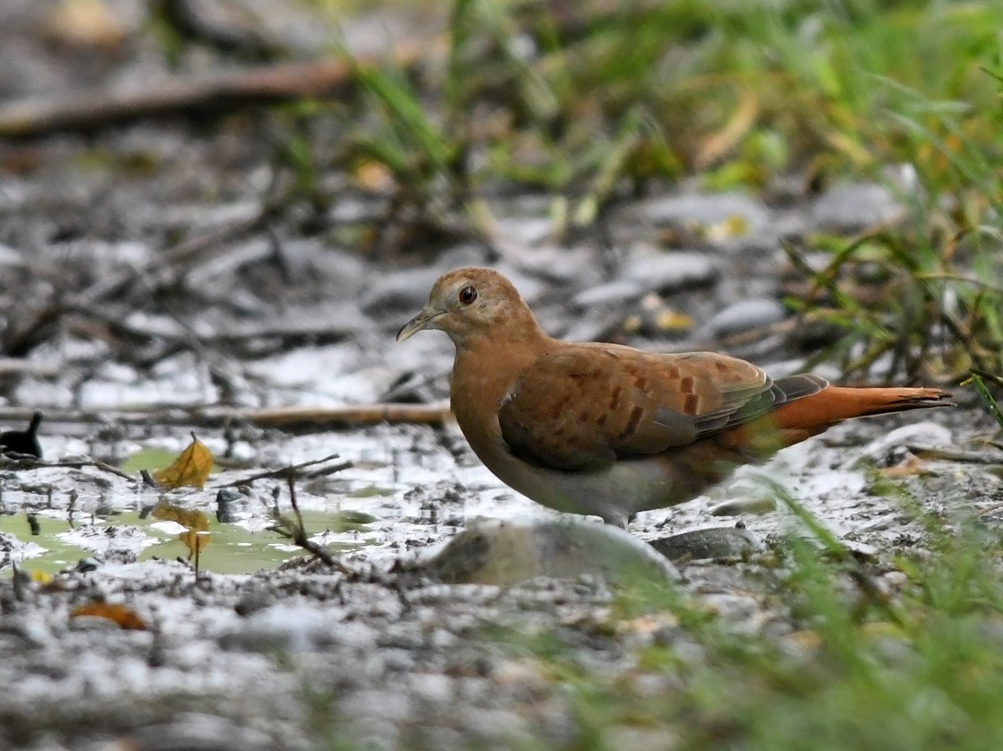 Blue Ground Dove - eBird