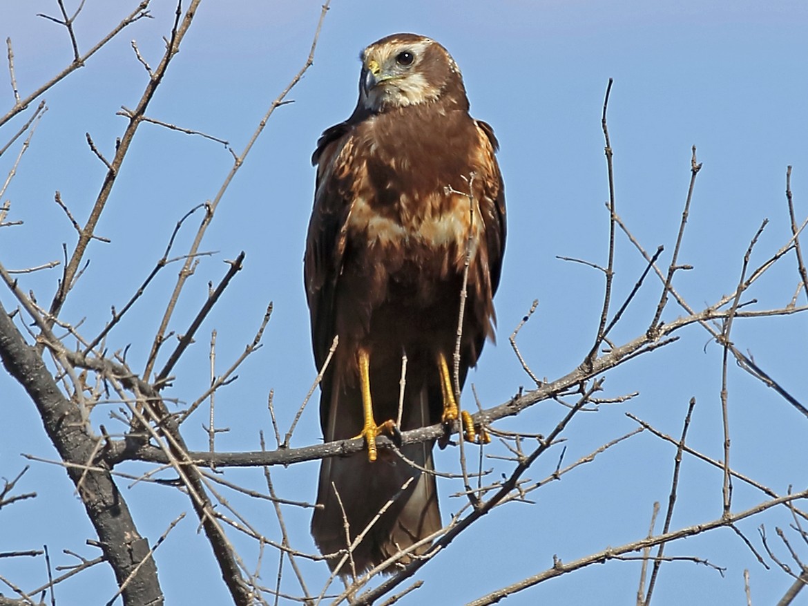 African Marsh Harrier - eBird