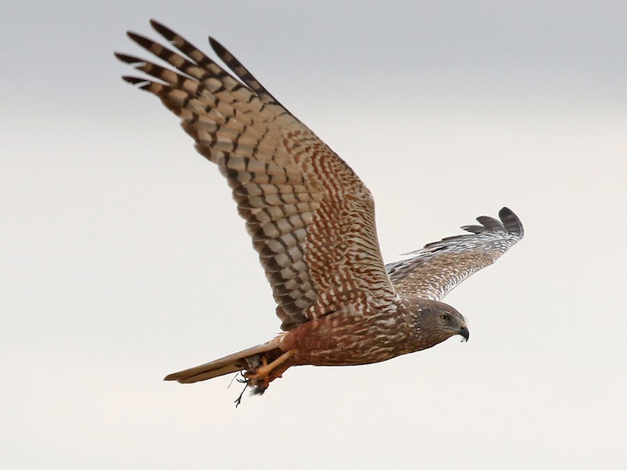 African Marsh Harrier - eBird