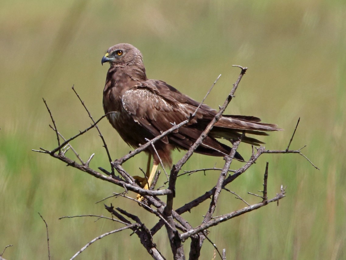 African Marsh Harrier - eBird