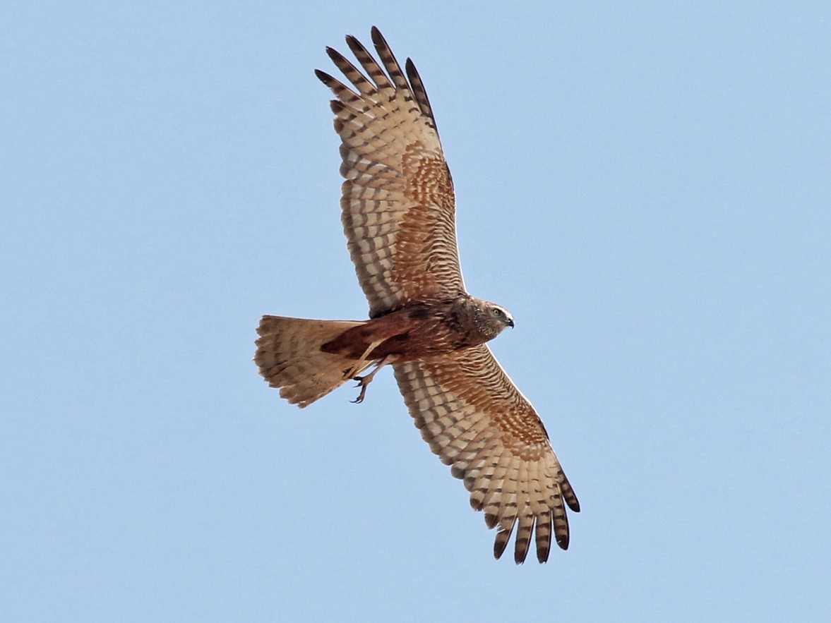 African Marsh-Harrier - eBird