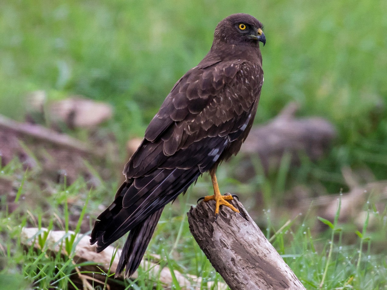 African Marsh Harrier - eBird