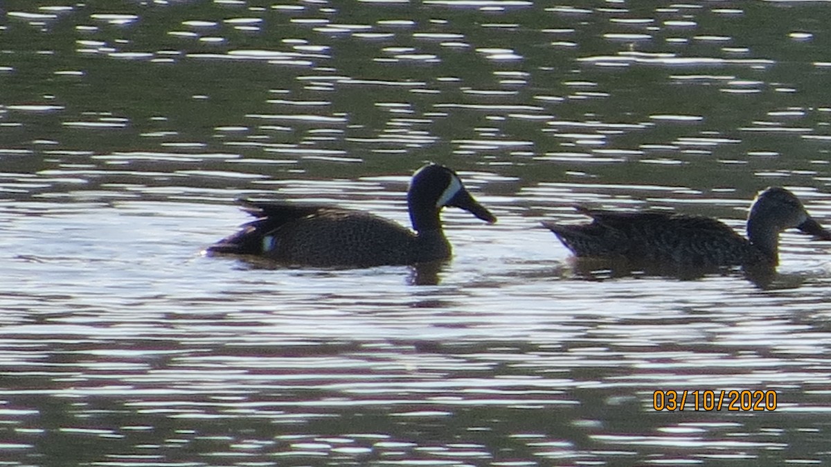 eBird Checklist - 10 Mar 2020 - Union Park, University Dr - 21 species