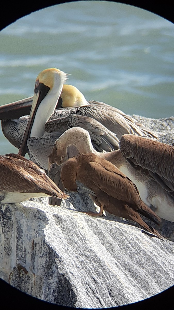 eBird Checklist - 11 Mar 2020 - Jetty Park - 14 species