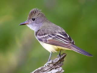 Great Crested Flycatcher - eBird