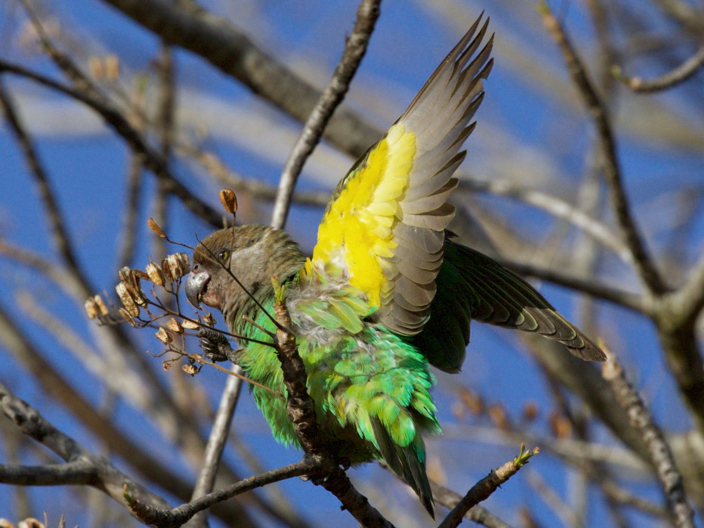 Brown-headed Parrot - eBird