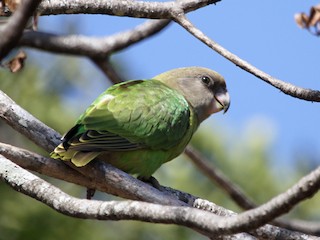 Brown-headed Parrot - eBird