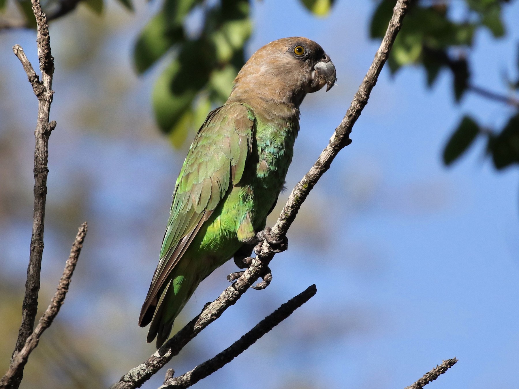 Brown-headed Parrot - eBird