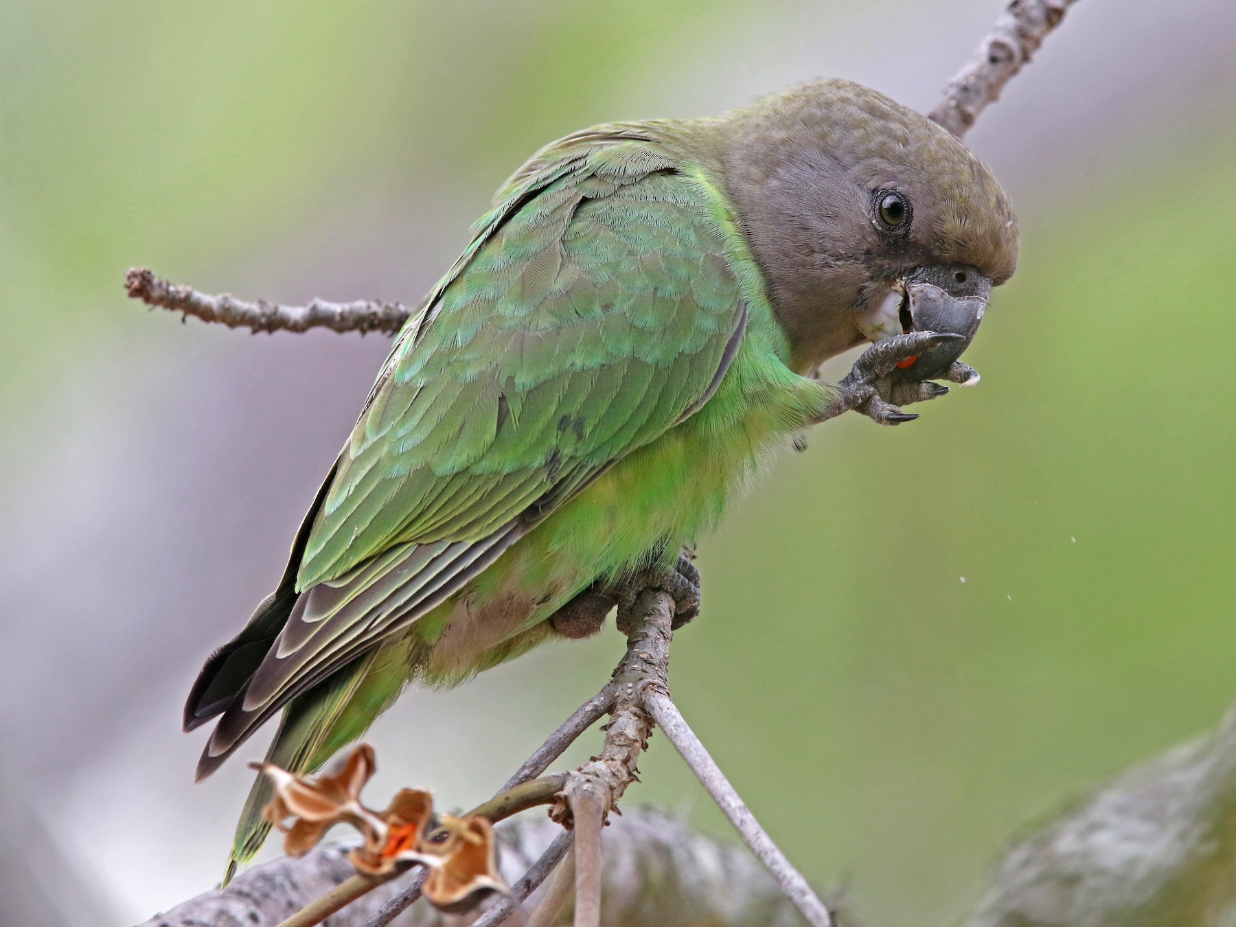 Brown-headed Parrot - eBird