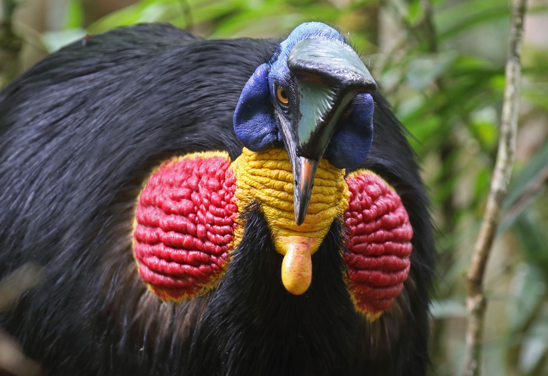 Kasuari Gelambir-tunggal - eBird