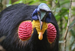 Northern Cassowary - Casuarius unappendiculatus - Birds of the World