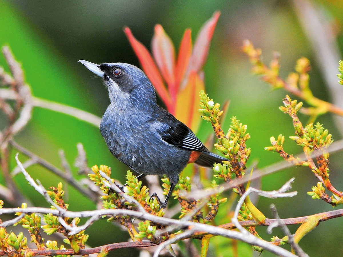 Greater Flowerpiercer - Diglossa major - Birds of the World