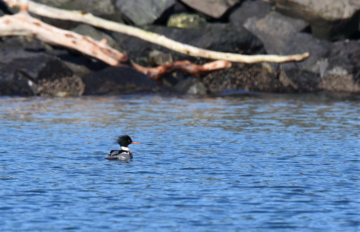 eBird Checklist - 18 Feb 2020 - Cap Sante Marina - 6 species