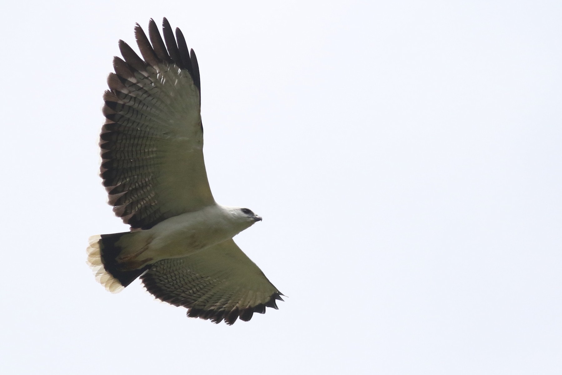 Gavilán Blanco (albicollis) - eBird