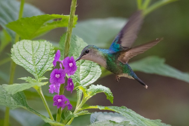 Hummingbirds | RawComposition.com