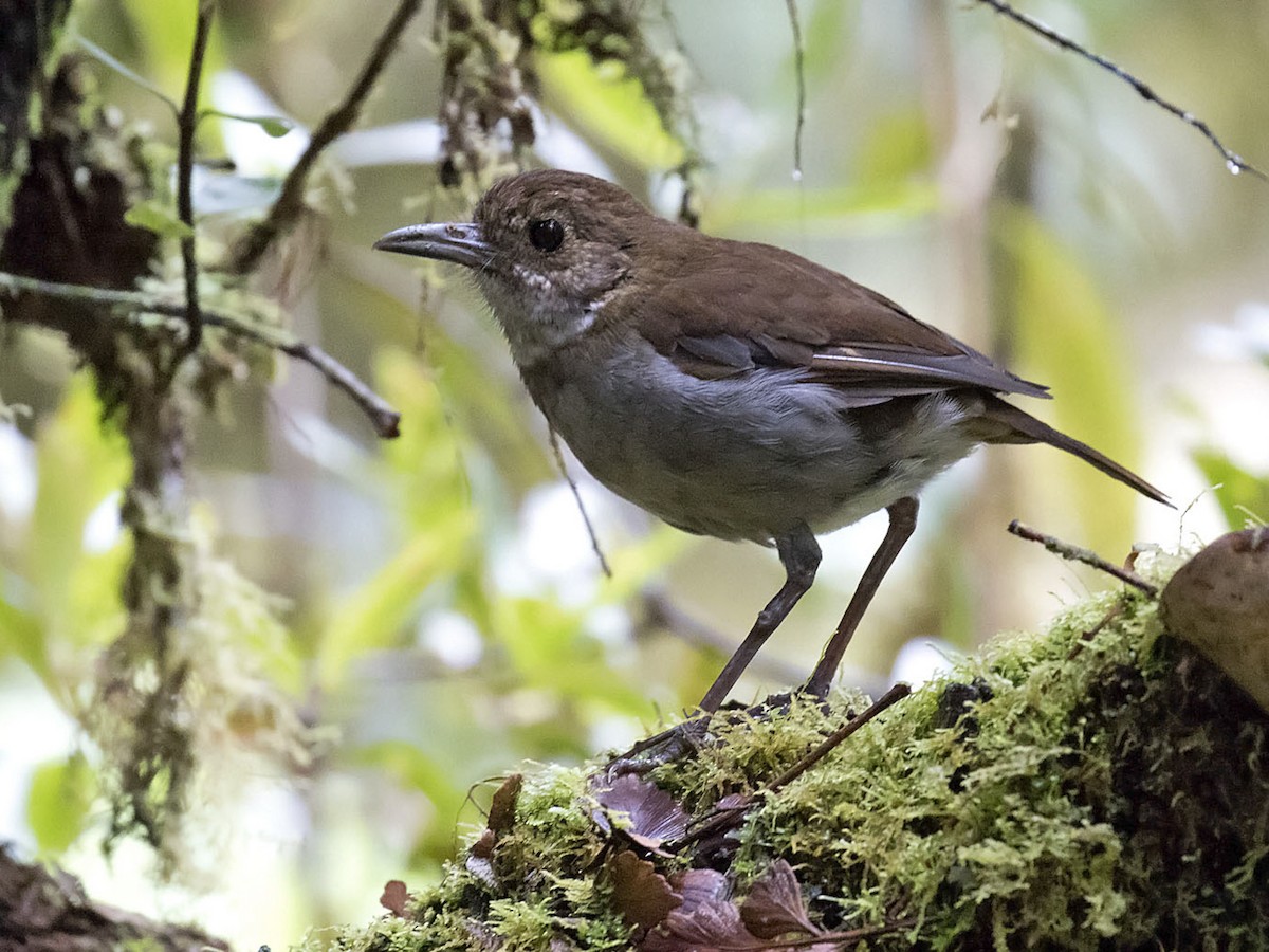 Greater Ground-Robin - Amalocichla sclateriana - Birds of the World