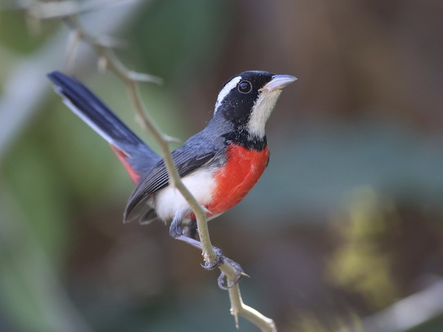 Photos - Red-breasted Chat - Granatellus venustus - Birds of the World