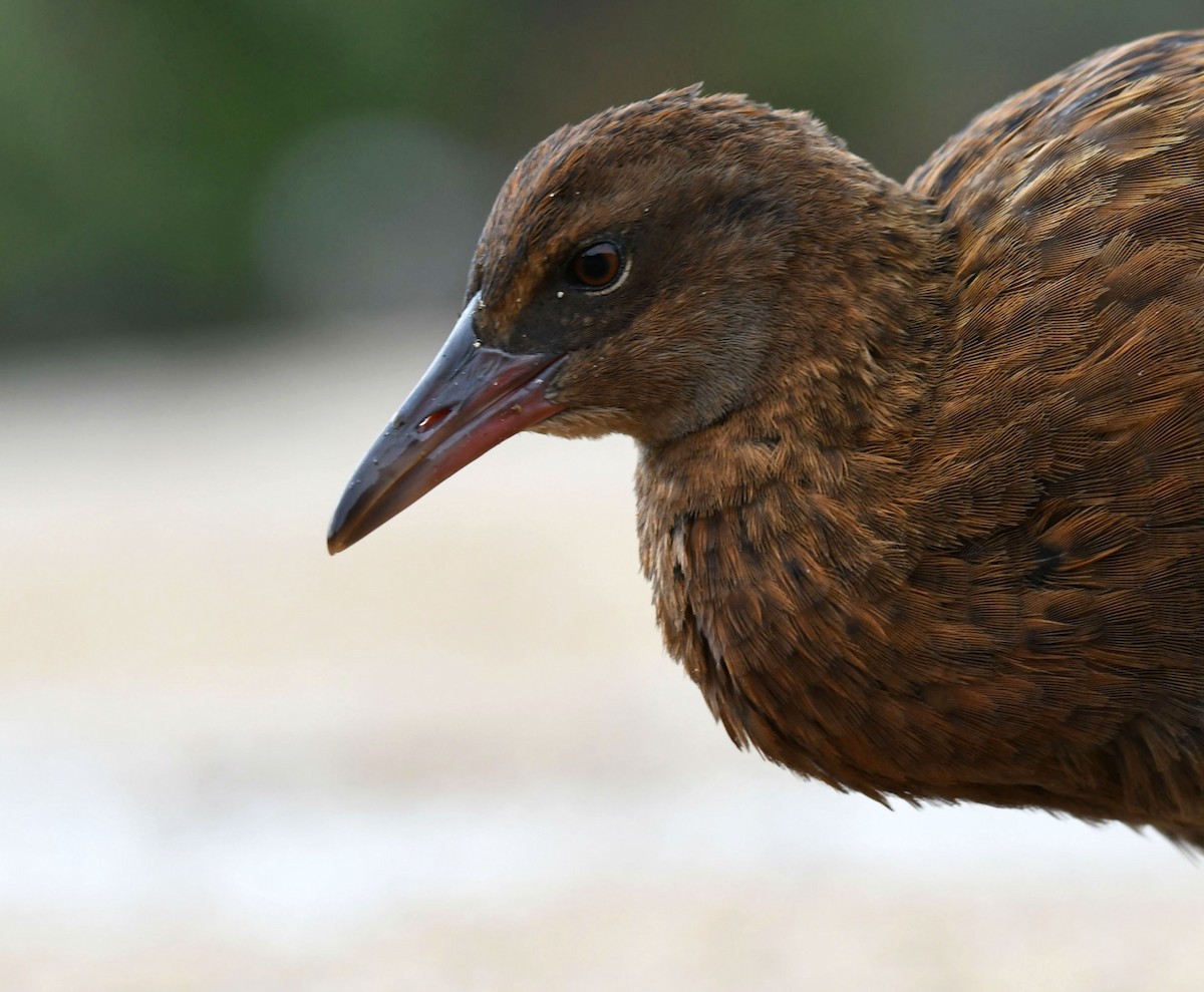 eBird Checklist - 26 Dec 2019 - Rakiura NP--Ulva Island - 20 species