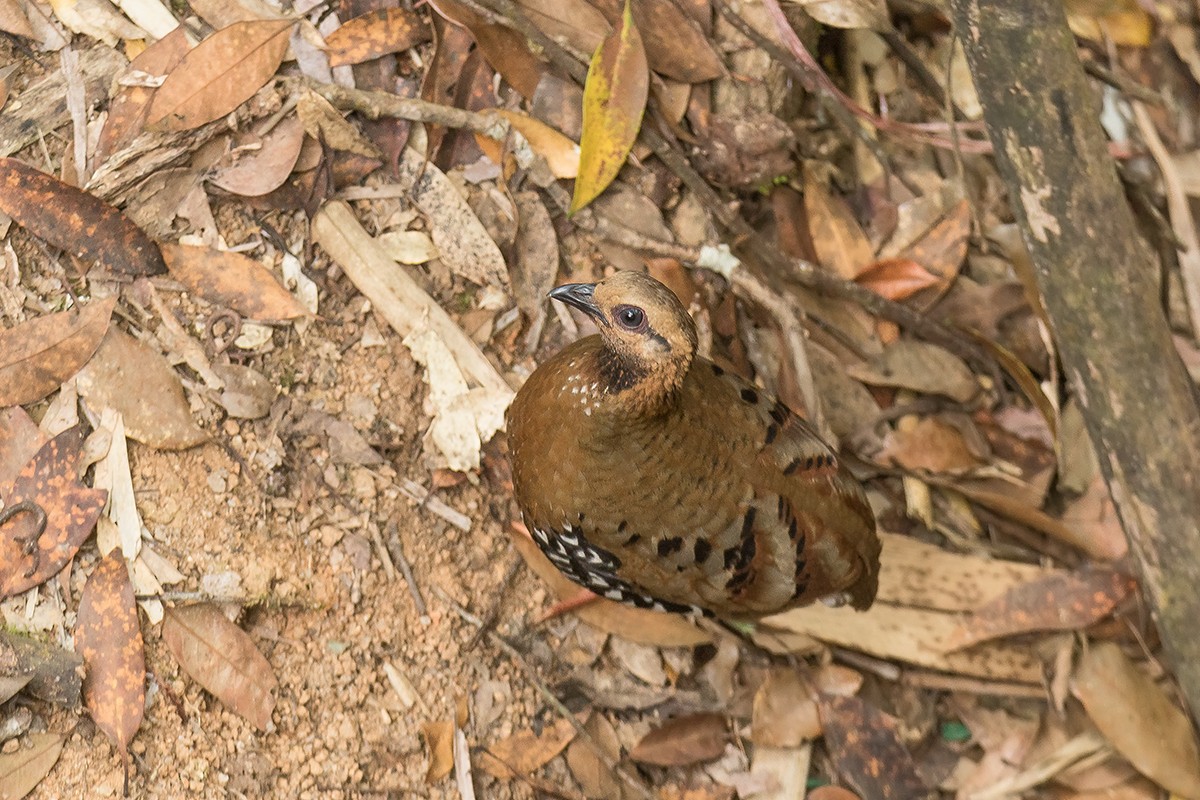 Chestnut-headed Partridge (Siamese) - eBird