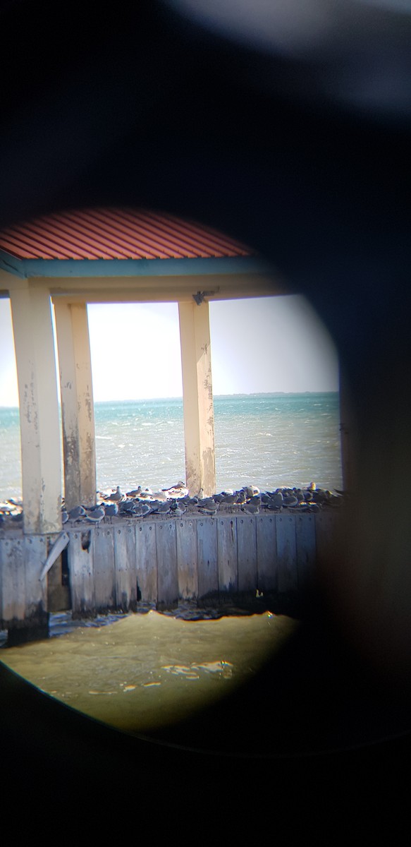 eBird Checklist - 14 Mar 2020 - Belize City--BTL Park - 13 species