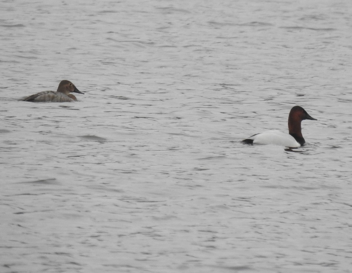 eBird Checklist - 14 Mar 2020 - Comus Lake Arboretums - 15 species (+1 ...