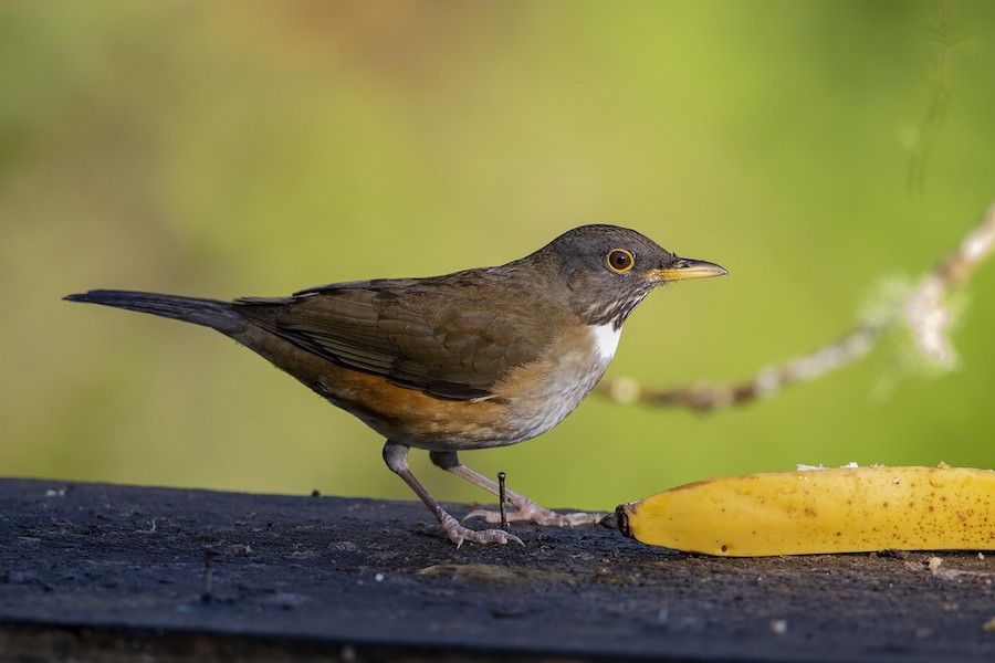 White-necked Thrush (Rufous-flanked) - eBird
