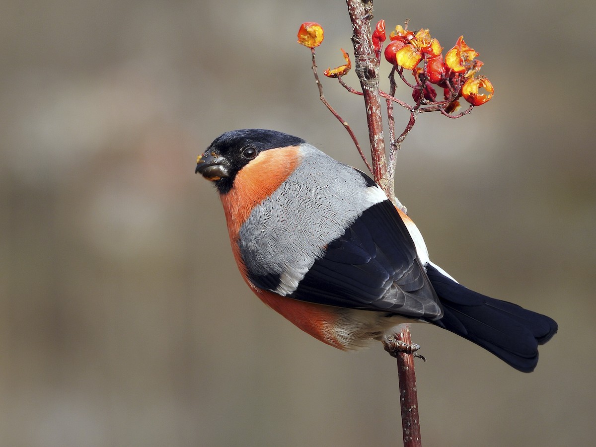 Eurasian Bullfinch - Pyrrhula pyrrhula - Birds of the World