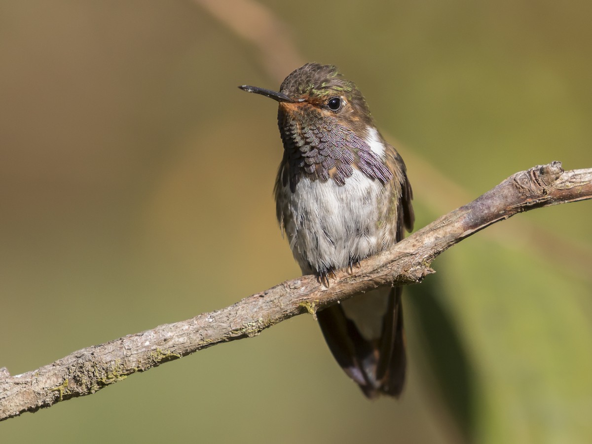 Volcano Hummingbird - Selasphorus flammula - Birds of the World