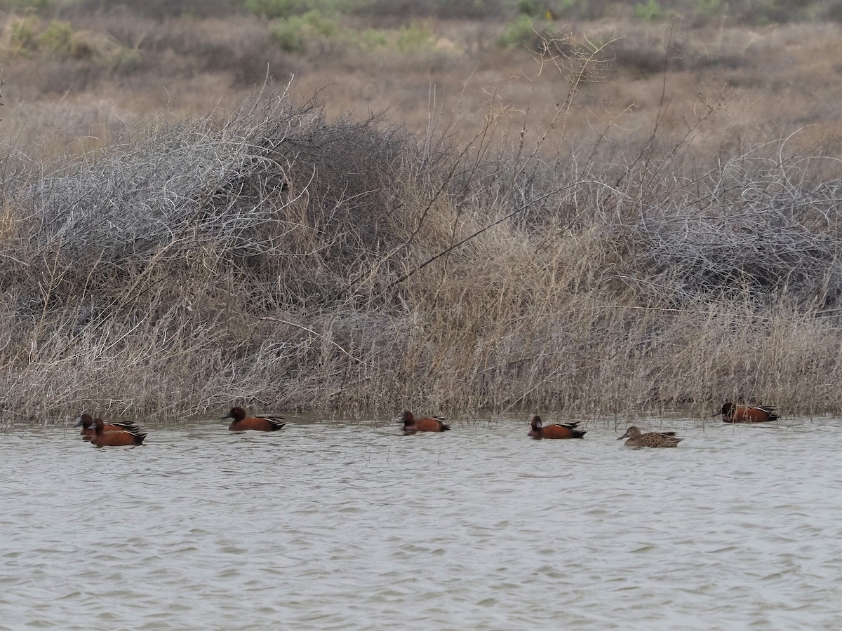 eBird Checklist - 14 Mar 2020 - Piute Ponds (permit required) - 44 ...