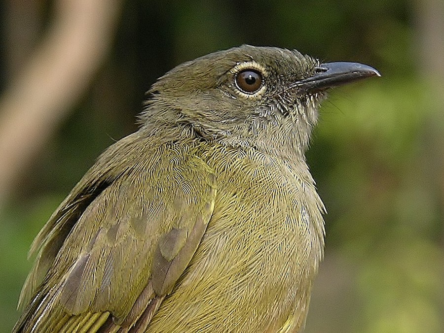 ウスグロヒヨ（curvirostris） - eBird