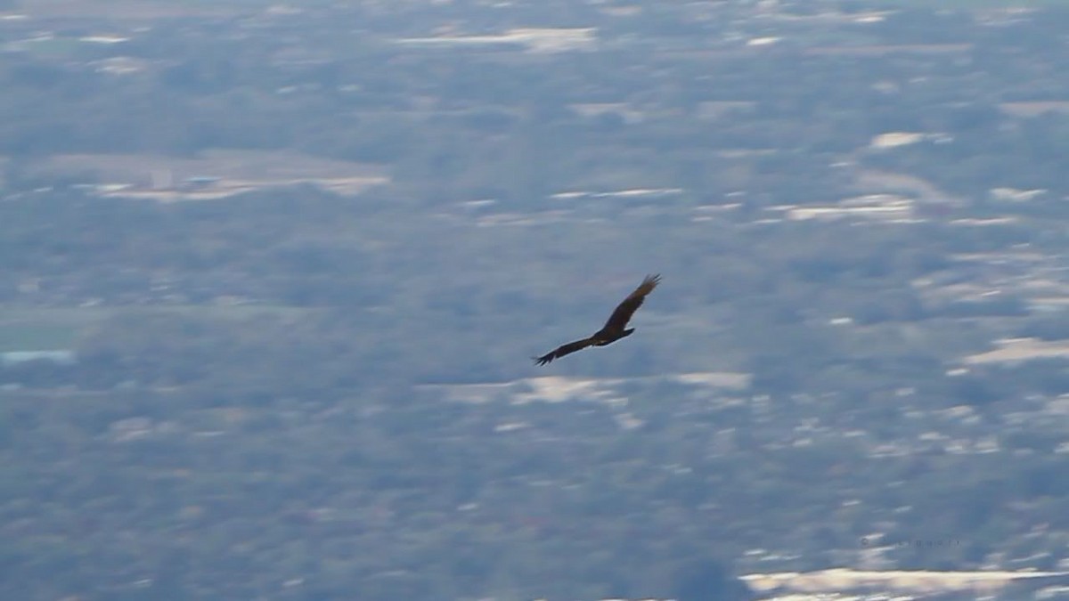eBird Checklist - 16 Oct 2013 - Intermountain Bird Observatory at Lucky ...