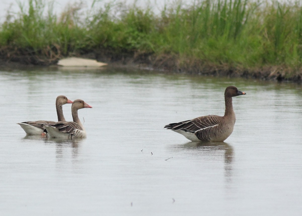 eBird Checklist - 16 Nov 2008 - 宜蘭竹安IBA--塭底(Zhu'an IBA--Wendi) - 2 species