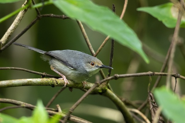 Photos - African Tailorbird - Artisornis metopias - Birds of the World