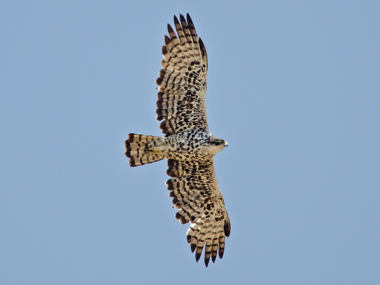 Ayres's Hawk-Eagle - eBird