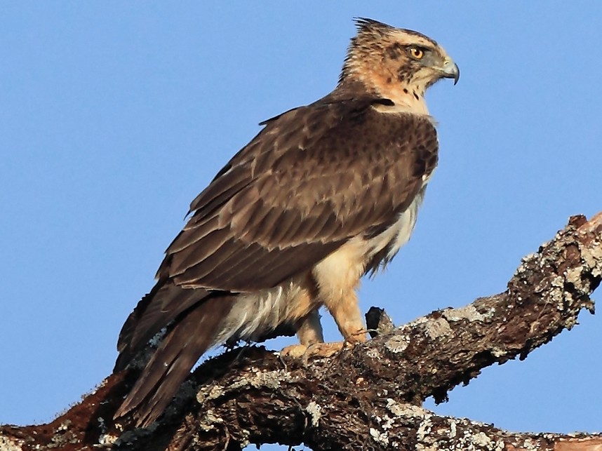 Ayres's Hawk-Eagle - eBird