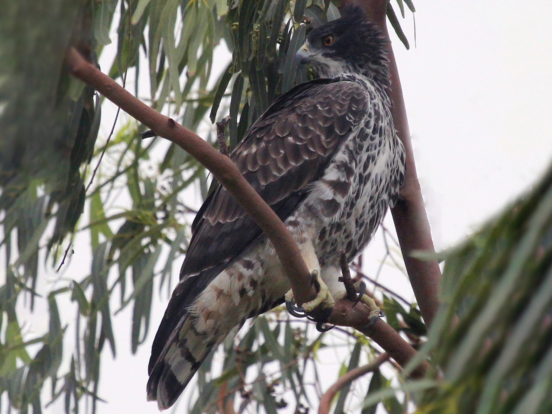 Ayres's Hawk-Eagle - eBird