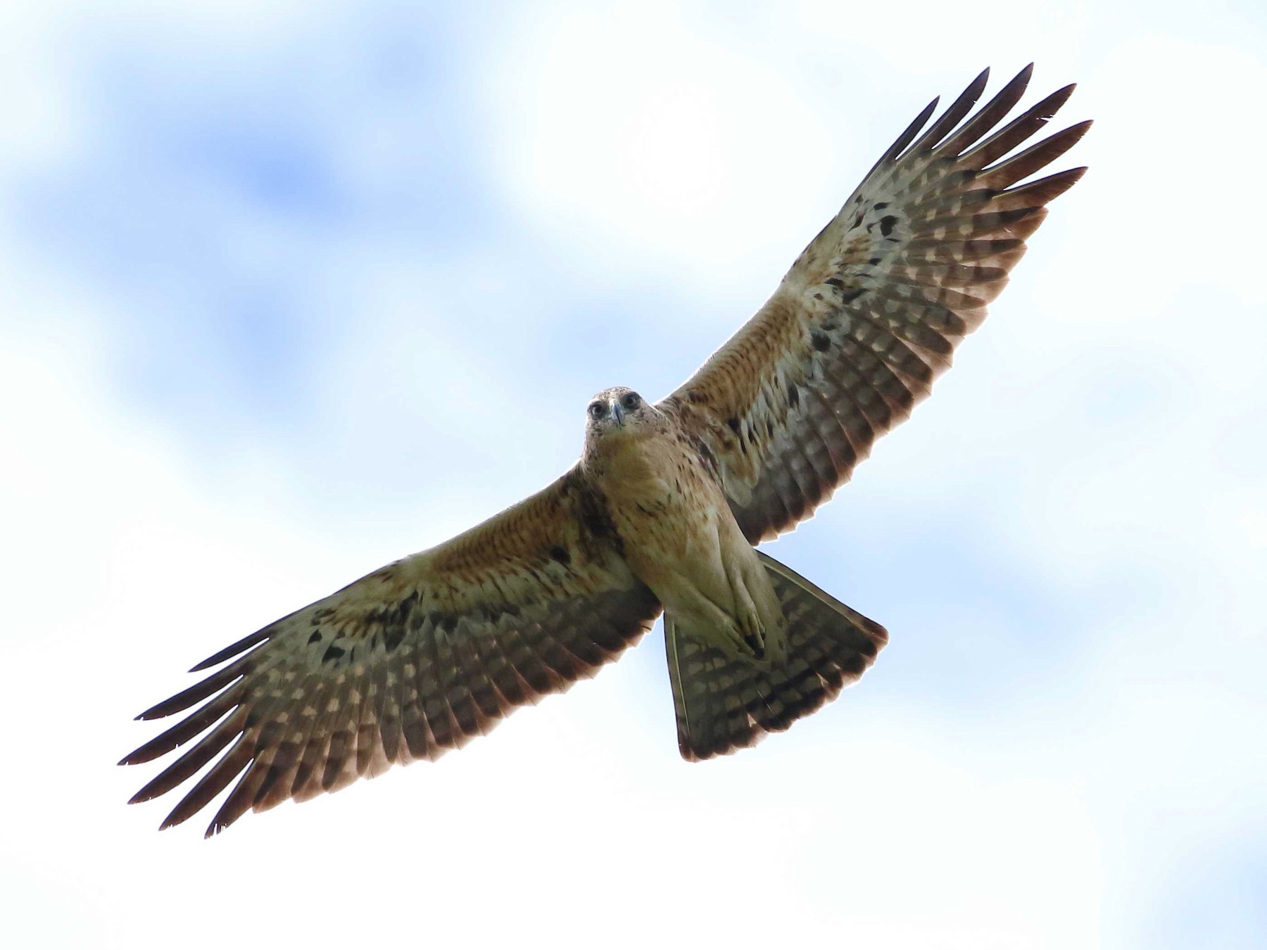 Ayres's Hawk-Eagle - eBird