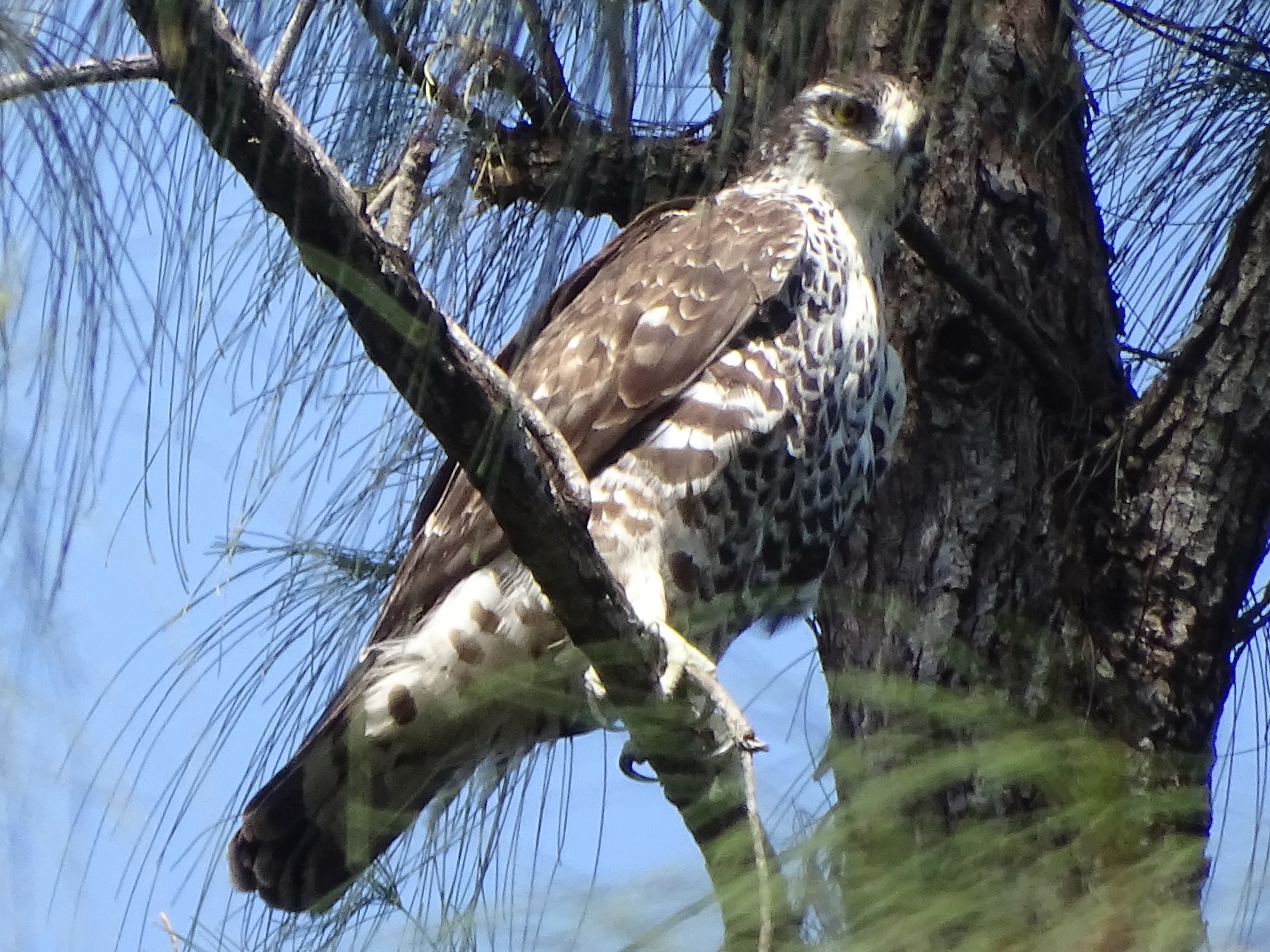 Ayres's Hawk-Eagle - eBird