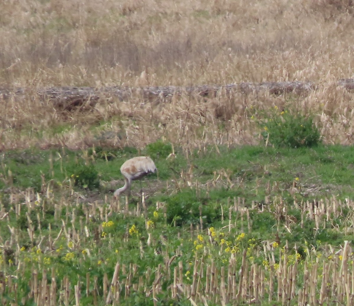 eBird Checklist - 17 Mar 2020 - Homeacres Rd, Everett - 2 species