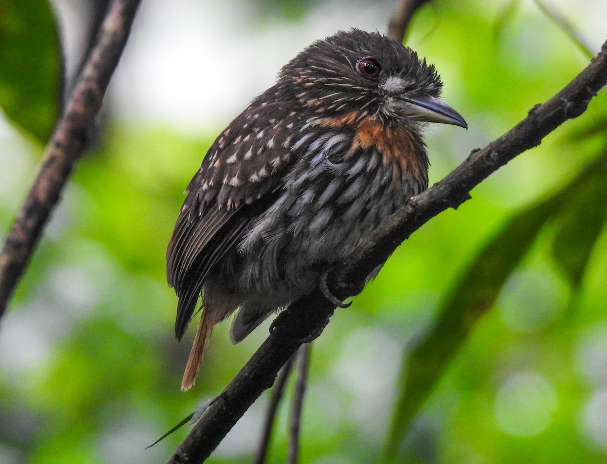 eBird Checklist - 4 Mar 2020 - RN Cañon del Río Claro - 46 species (+1 ...