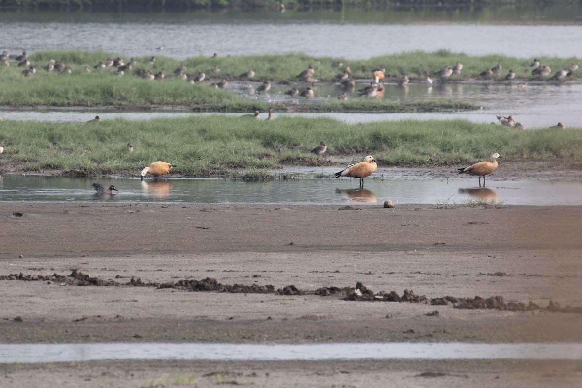 eBird Checklist - 17 Dec 2019 - Panje, Uran - 61 species (+1 other taxa)