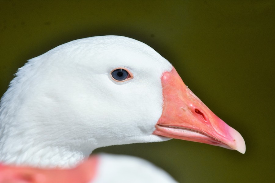 Greylag x Swan Goose (hybrid) - eBird