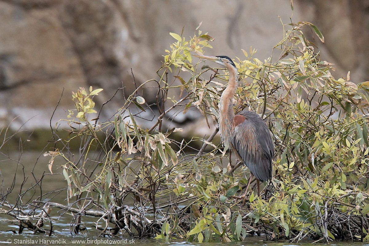 Garza imperial (Cabo Verde) - eBird