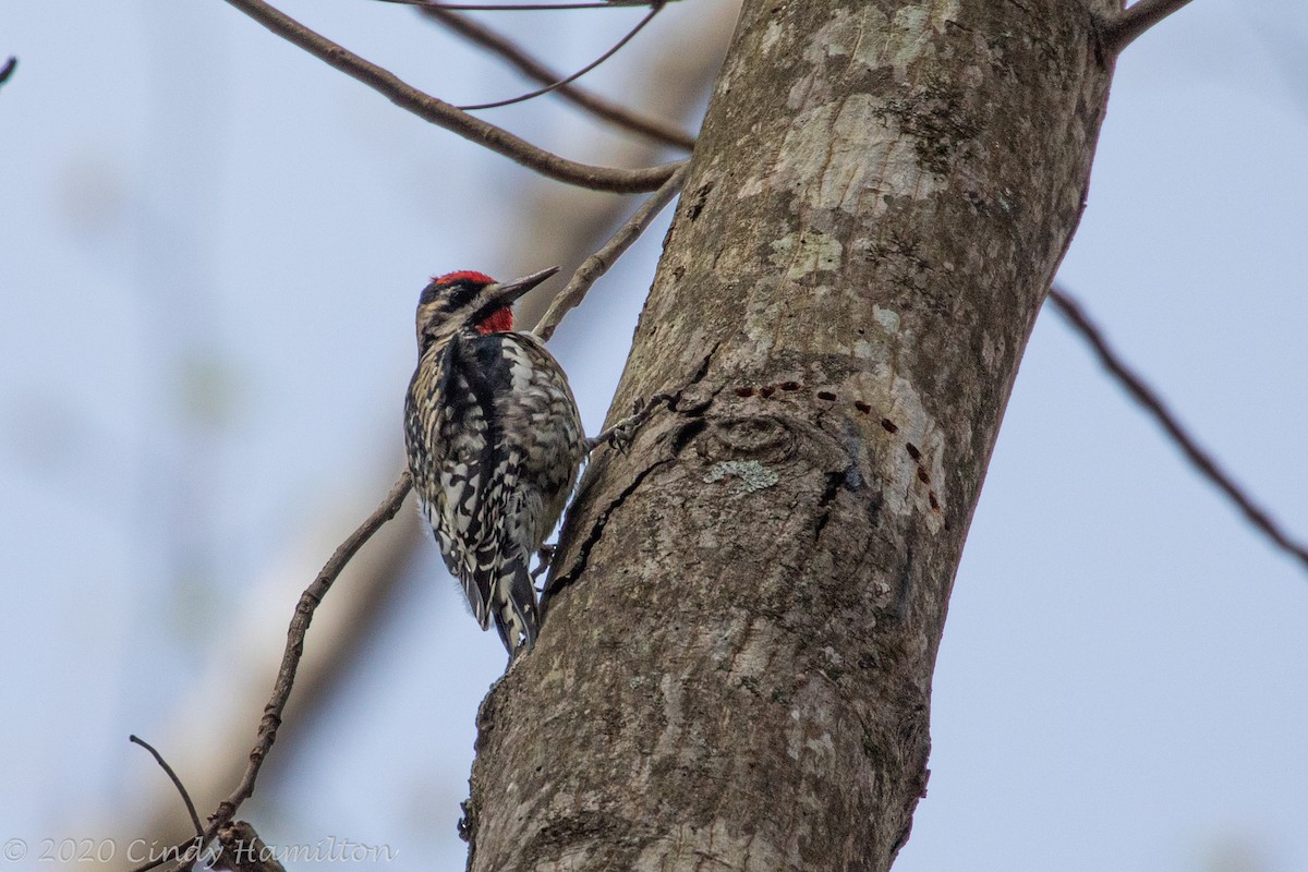 eBird Checklist - 18 Mar 2020 - Stumpy Lake Natural Area - 23 species ...