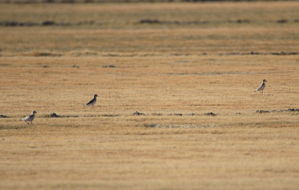 eBird Checklist - 5 Dec 2015 - Evergreen Turf Sod Farm--Tweedy/Pretzer ...