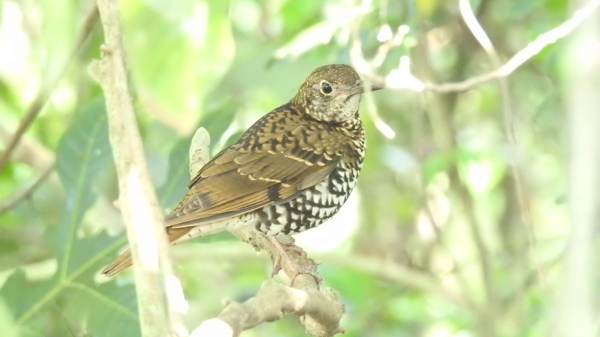 eBird Checklist - 10 Jan 2018 - North Paravur--Santhivanam - 1 species