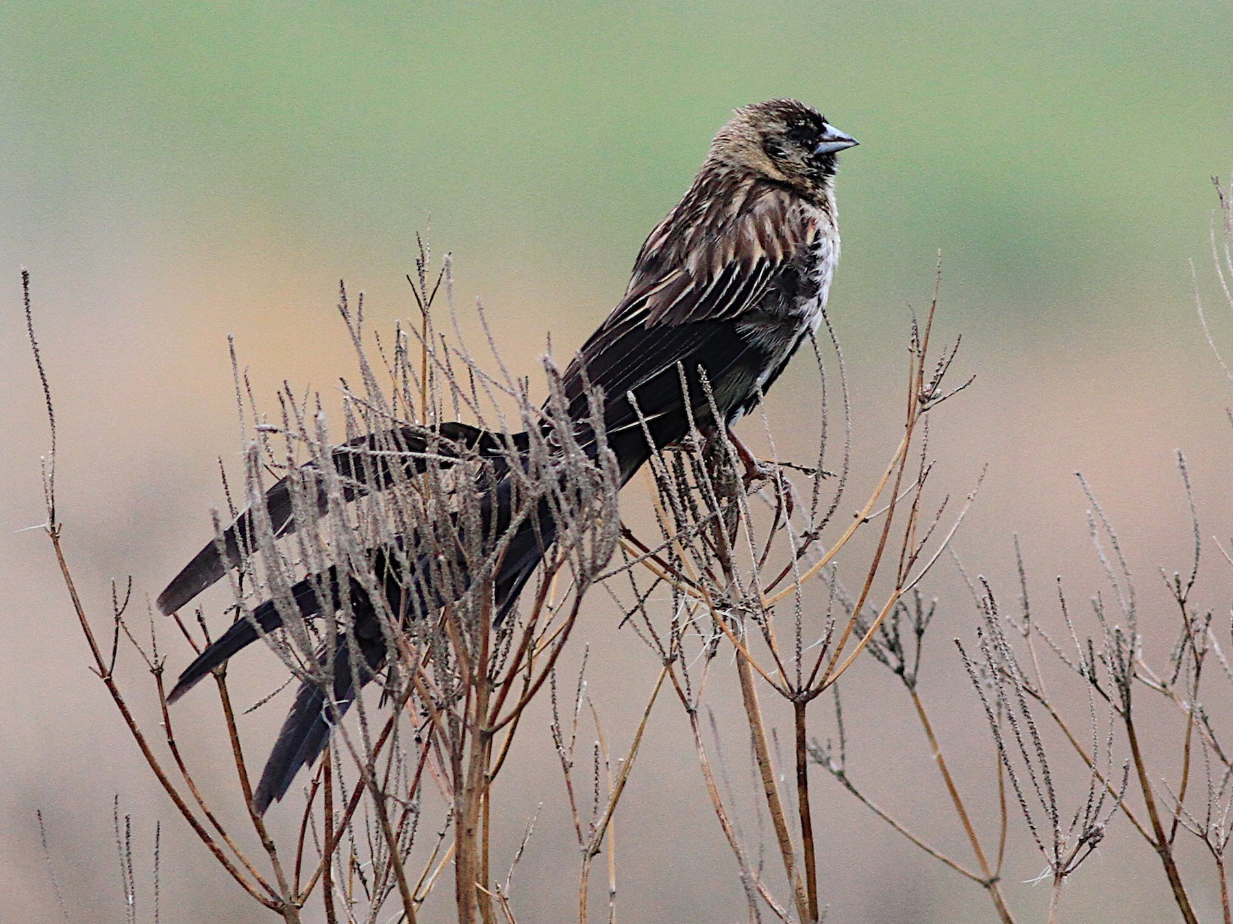 Long-tailed Widowbird - eBird
