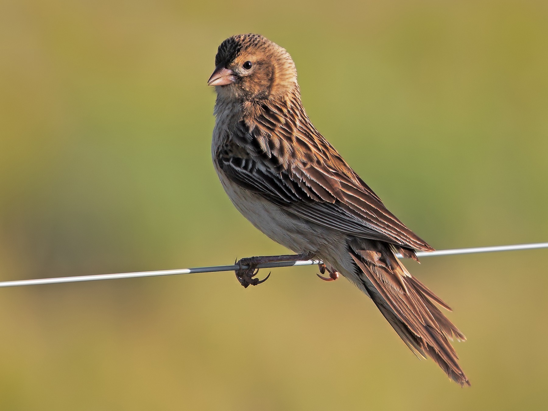 Long-tailed Widowbird - eBird